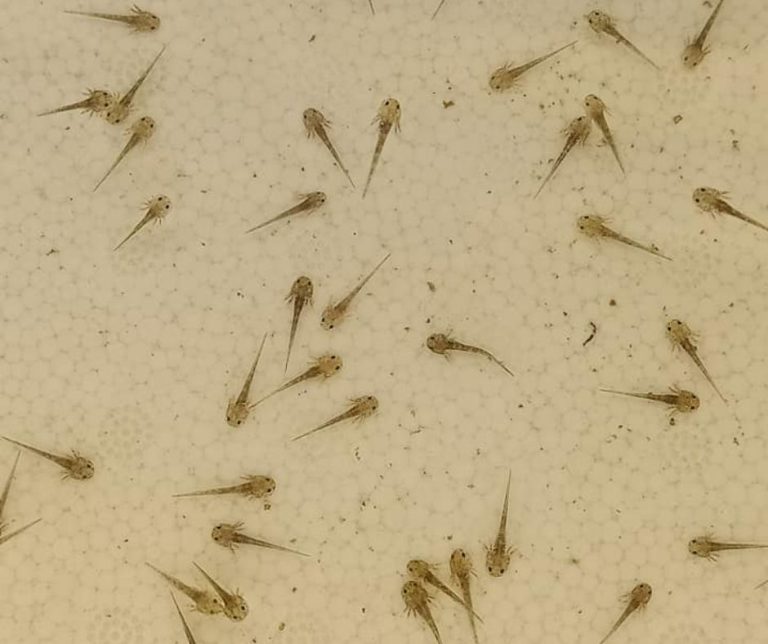 5 Stages In The Lifecycle Of An Axolotl