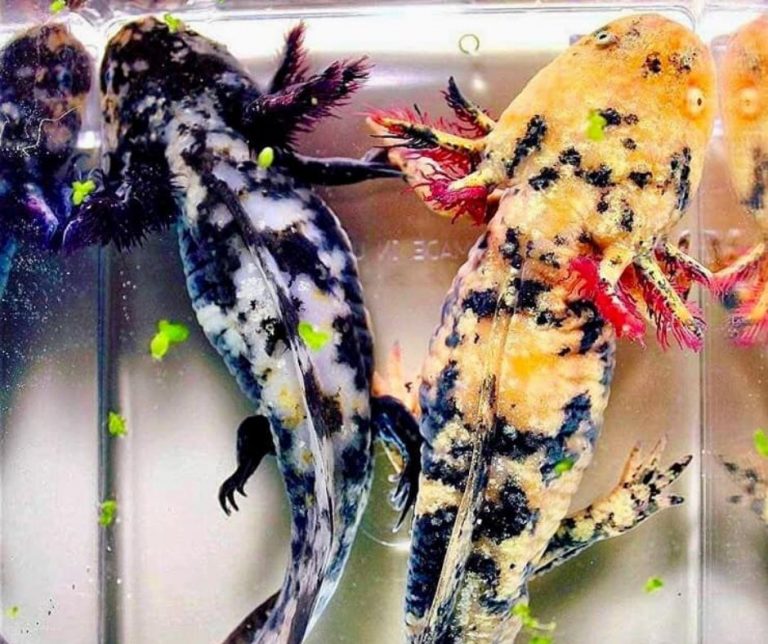 16 Types of Axolotl from Common to Rarest