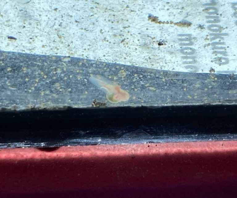 Raising Axolotl Eggs: Complete Guide for Beginners