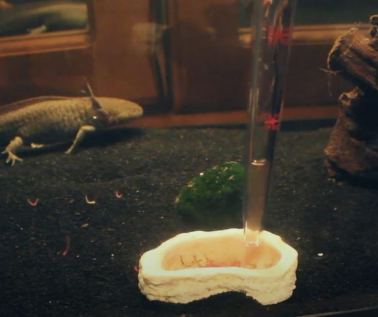 Axolotl Feeding Dish