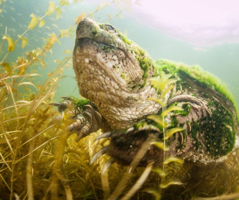 Snapping Turtle Diet as a Pet