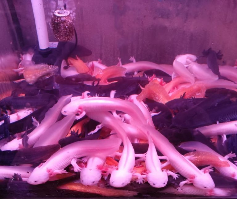 Axolotl Breeding: Everything You Need to Know