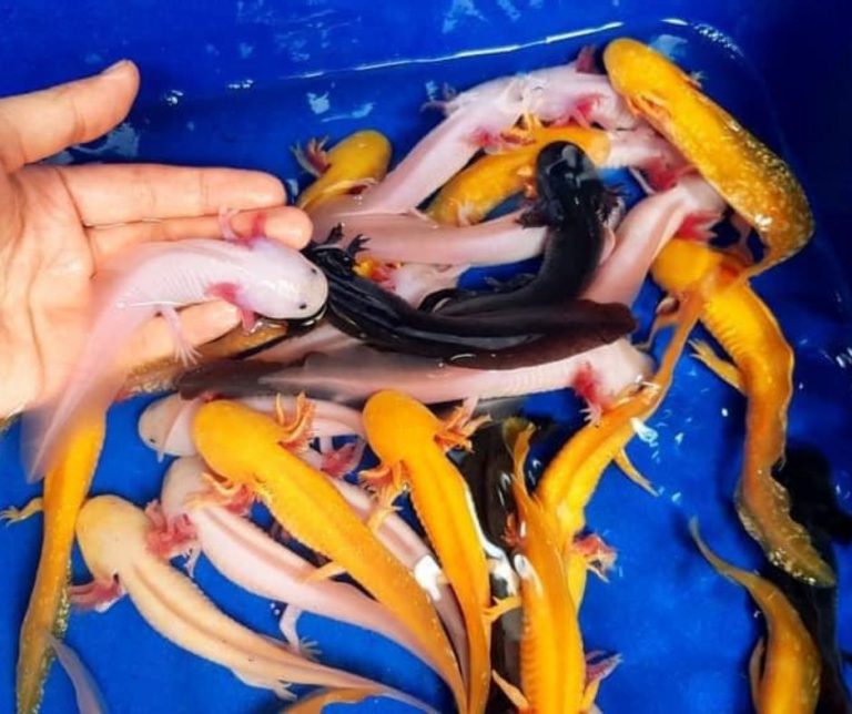 Axolotl Breeding: Everything You Need to Know