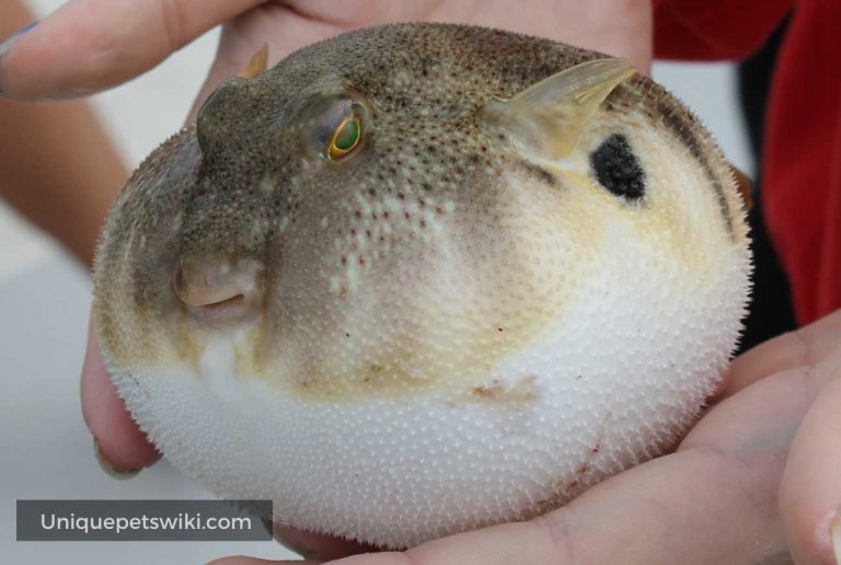 What Happens If Puffer Fish Not Puffed?