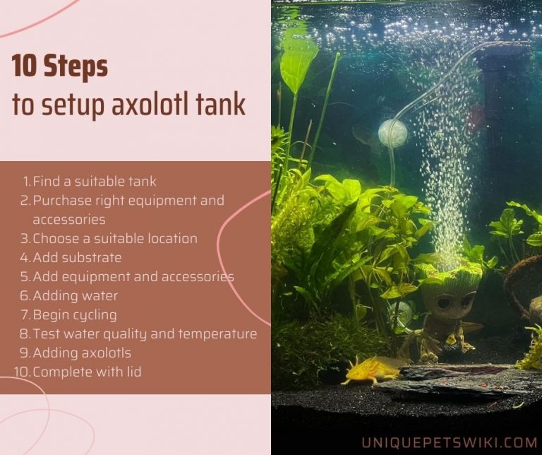 10 Steps to Setup an Axolotl Tank