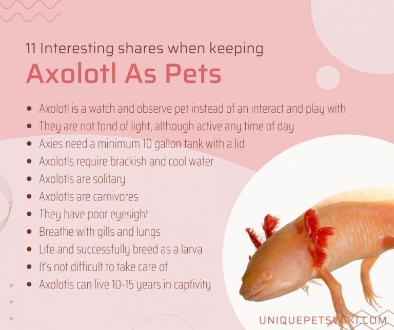 Do Axolotls Make Great Pets? (Axolotl as Pets)