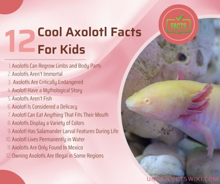 12 Cool Axolotl Facts For Kids