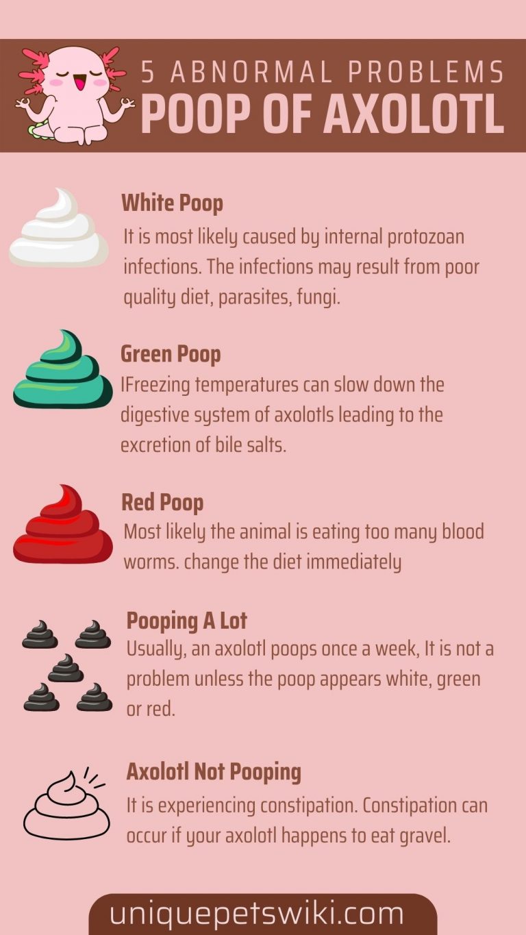 Axolotl Poop: Everything You Need to Know