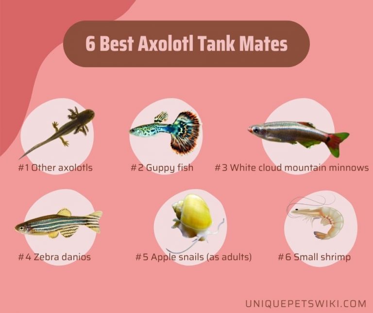 6 Best Axolotl Tank Mates