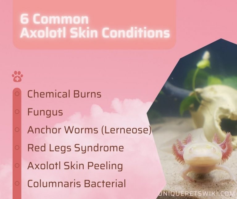6 Common Axolotl Skin Conditions