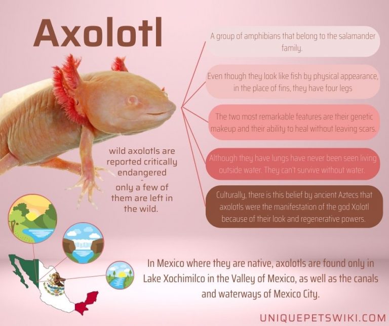 Are Axolotls Fish? Salamanders or Amphibians?