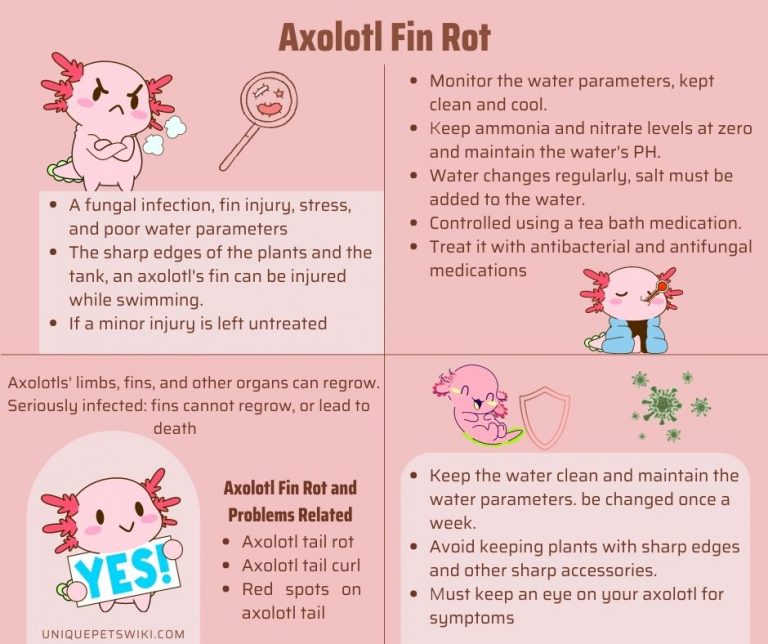 Axolotl Fin Rot: Cause, Treatment, and Prevention