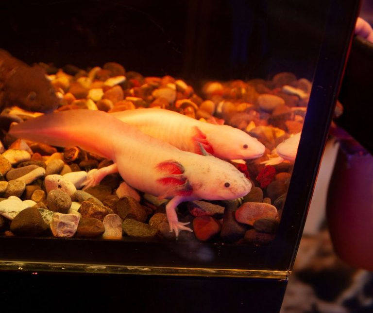 Why Is My Axolotl Floating?