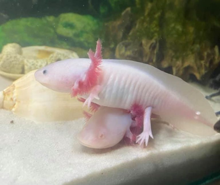12 Common Axolotl Behaviors