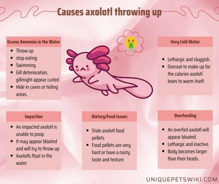 Why Is My Axolotl Throwing Up?
