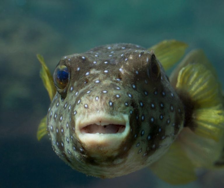 Why Does My Puffer Fish Have Cloudy Eyes?