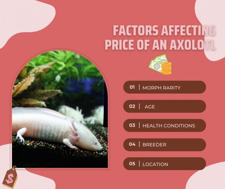 How Much Does Axolotl Cost?