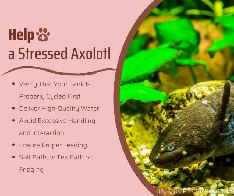 10 Axolotl Stress Signs