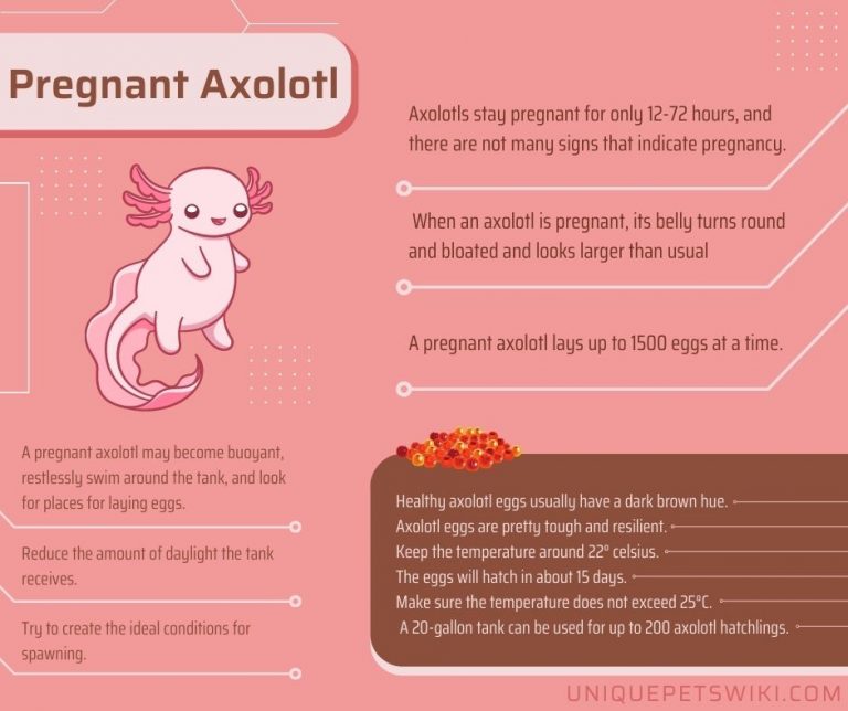 Pregnant Axolotl Symptoms: Differentiate Pregnant Vs Sick Axolotl