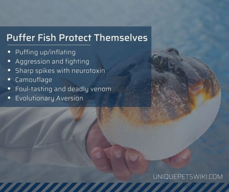 How Do Puffer Fish Protect Themselves?