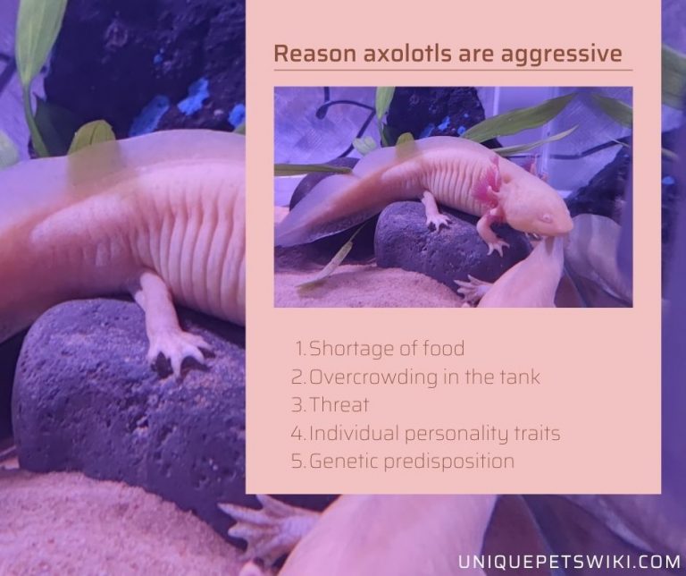 Are Axolotls Aggressive?