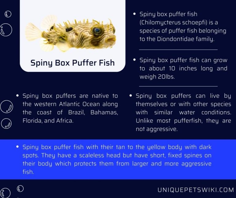 Spiny Box Puffer Fish: Everything You Should You Know