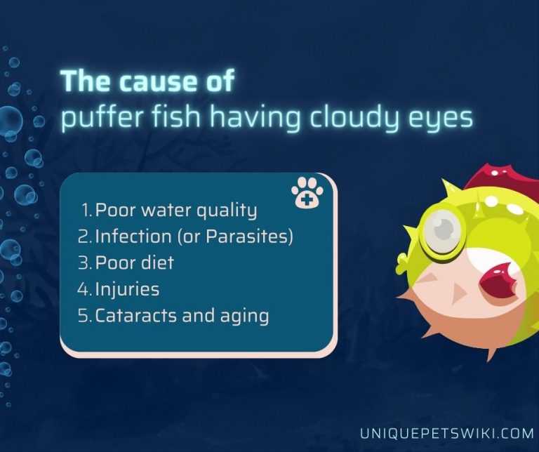Why Does My Puffer Fish Have Cloudy Eyes?