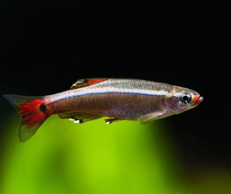 6 Best Axolotl Tank Mates