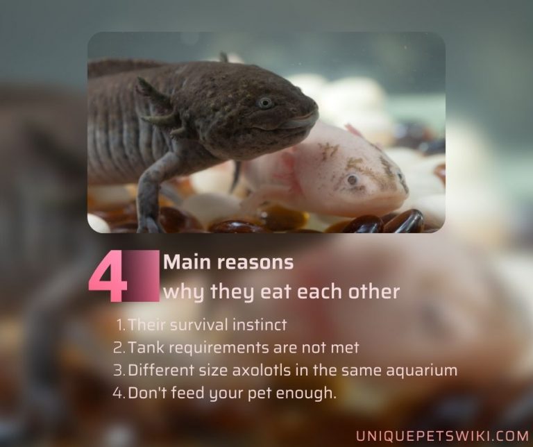 Axolotls Eating Each Other: Causes and Solutions