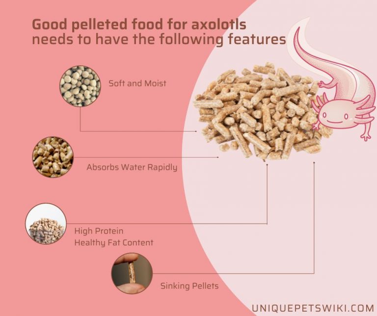 4 Best Axolotl Food Pellets