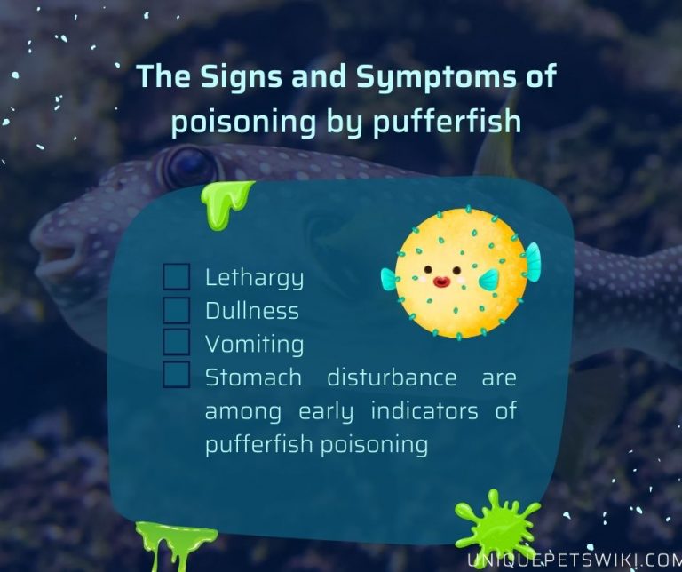 Are Puffer Fish Poisonous to Touch?