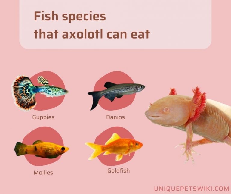 Axolotl Eating Fish: 5 Things You Should Know