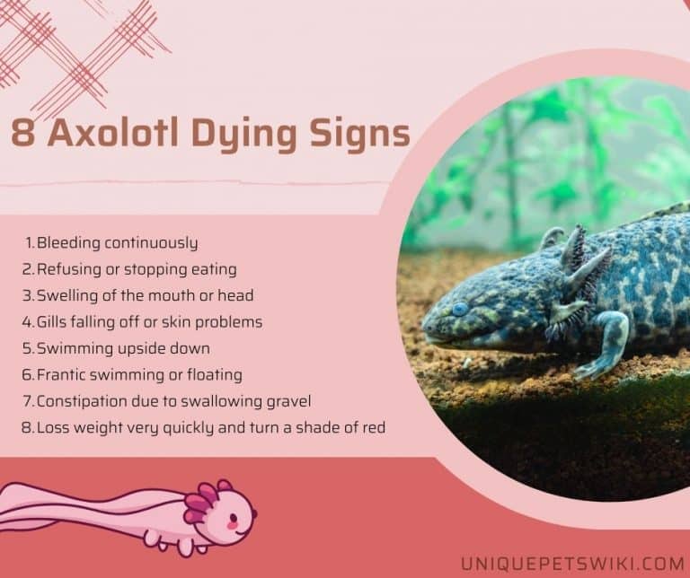 8 Axolotl Dying Signs (and Some Treatments)