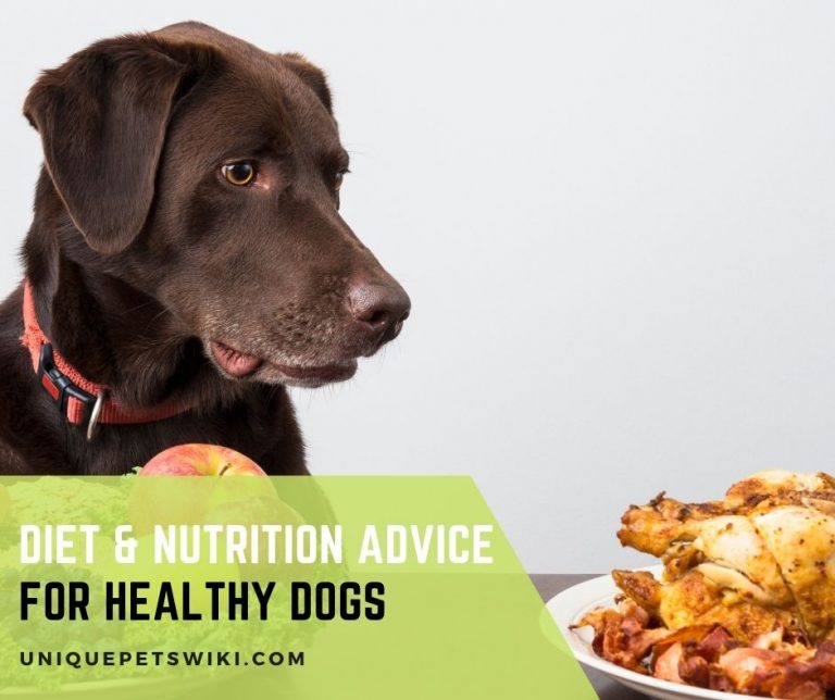 Diet and Nutrition Advice for Healthy Dogs